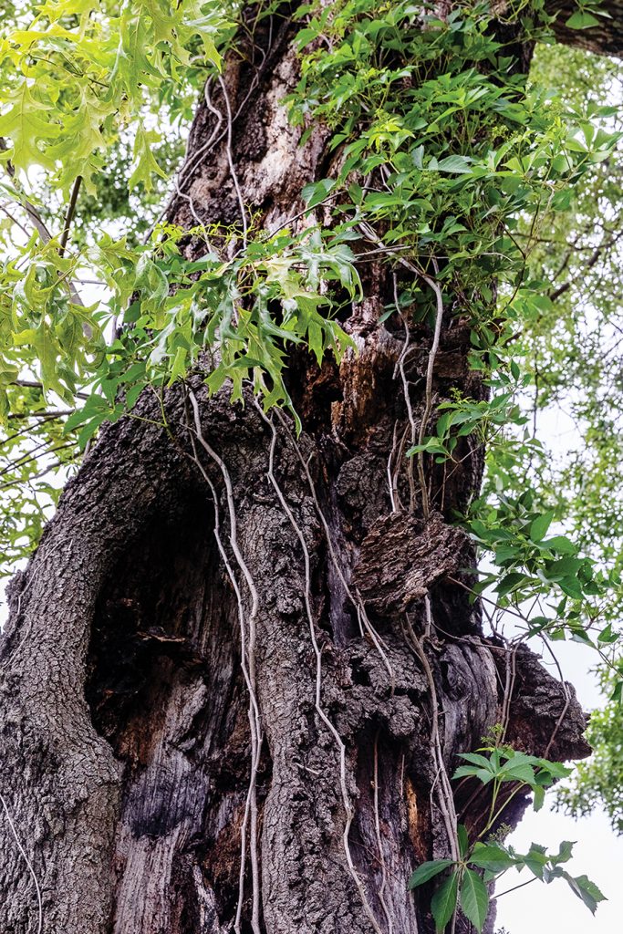 King Trees - PineStraw Magazine