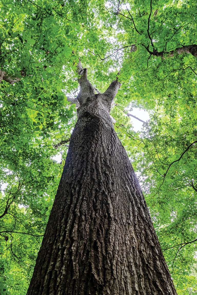 King Trees - PineStraw Magazine