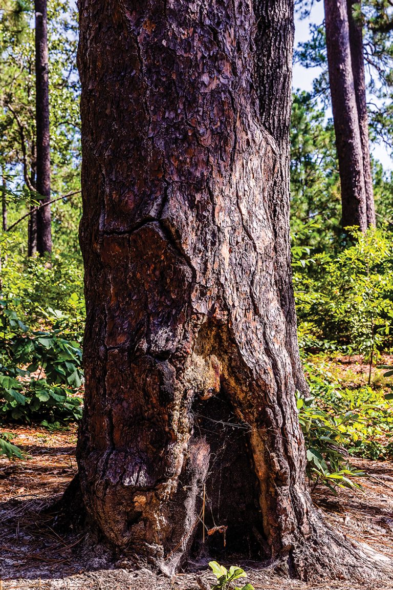 King Trees - PineStraw Magazine