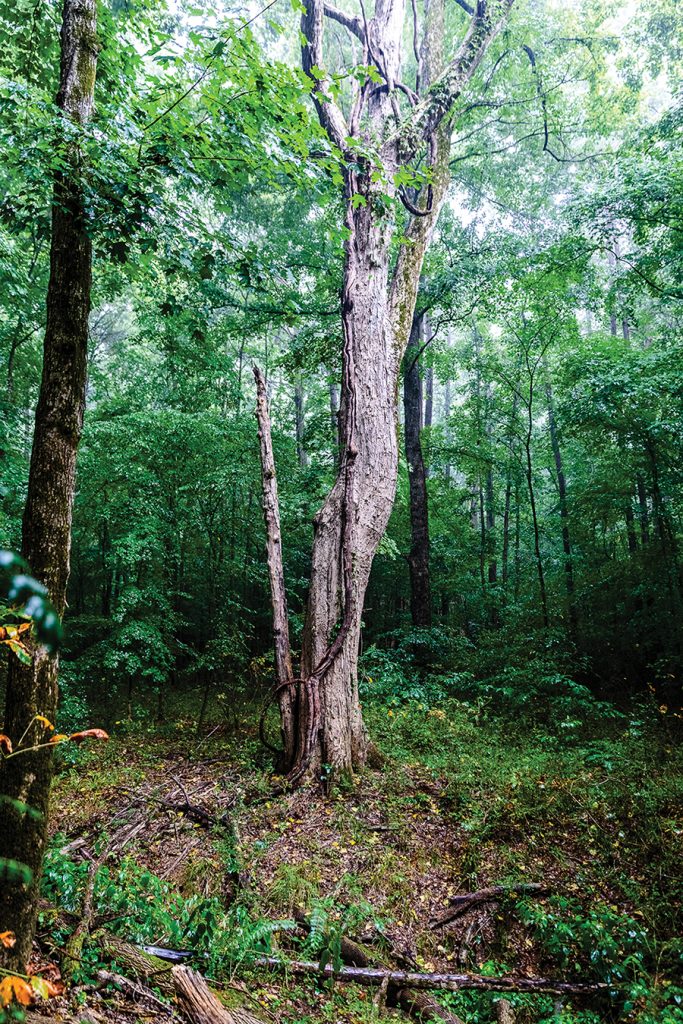 King Trees - PineStraw Magazine