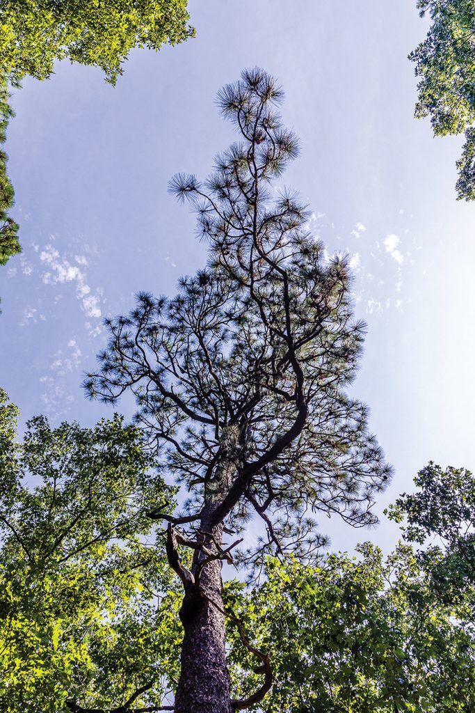 King Trees - PineStraw Magazine