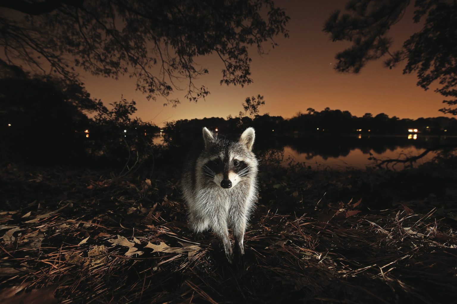 Nature's Nightlife - PineStraw Magazine